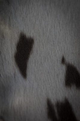 Seal Fur & Seal Skin Leather - Proudly Indigenous Crafts & Designs