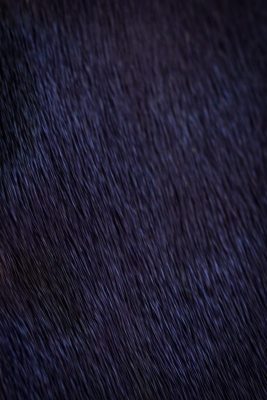 Seal Fur & Seal Skin Leather - Proudly Indigenous Crafts & Designs